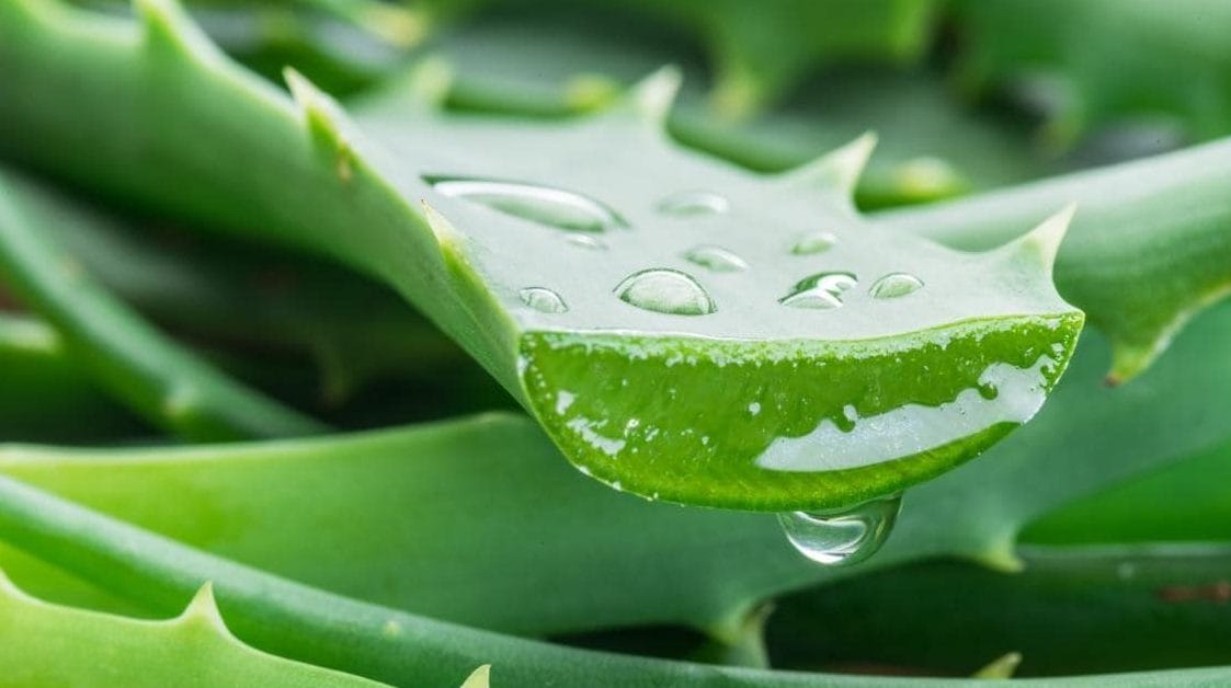 ᐈ ¡La Sabila: Un Tesoro Natural para tu Salud! ️ ED